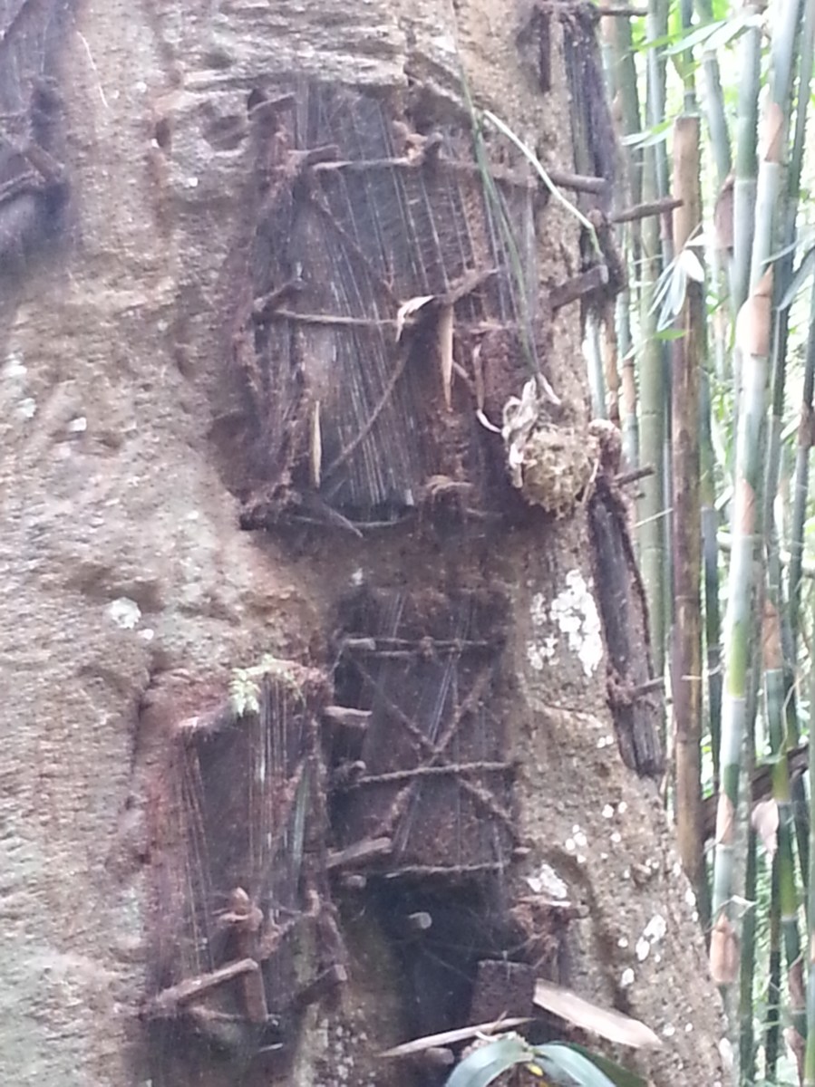 The tree of the dead children – Archaeology Mysteries