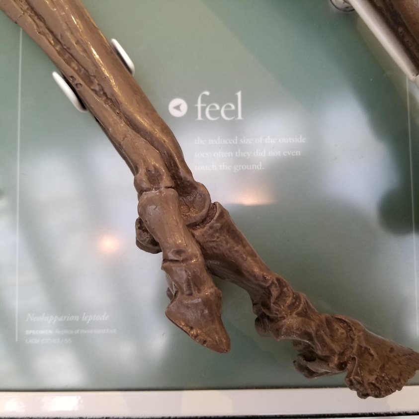 Sacred deformations: Caesar’s human-footed horse and the six-fingered ...