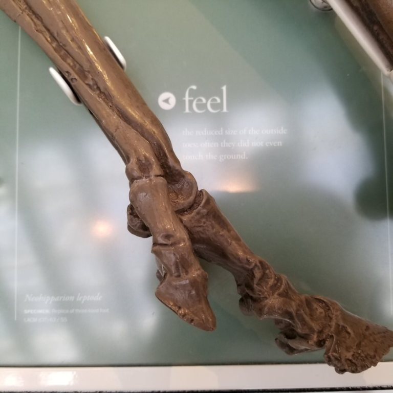 Sacred deformations: Caesar’s human-footed horse and the six-fingered ...